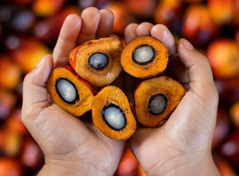 Palmeras del Humea S.A.S